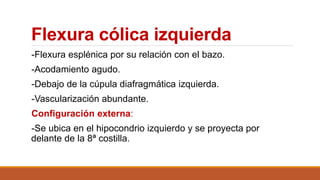 Anatomia Intestino grueso - colon | PPTX