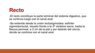 Anatomia Intestino grueso - colon | PPTX