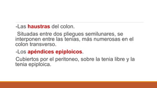 Anatomia Intestino grueso - colon | PPTX