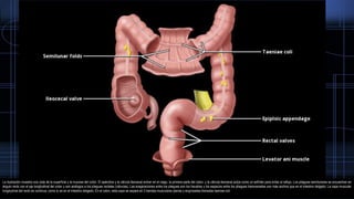 INTESTINO GRUESO.pptx