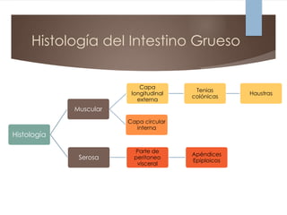 INTESTINO GRUESO | PPTX