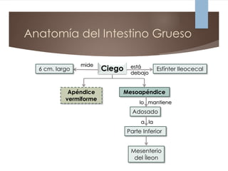 INTESTINO GRUESO | PPTX