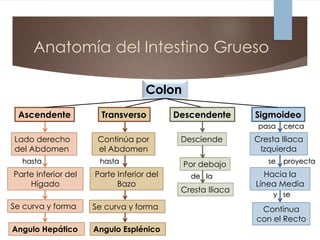 INTESTINO GRUESO | PPTX