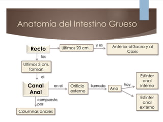 INTESTINO GRUESO | PPTX