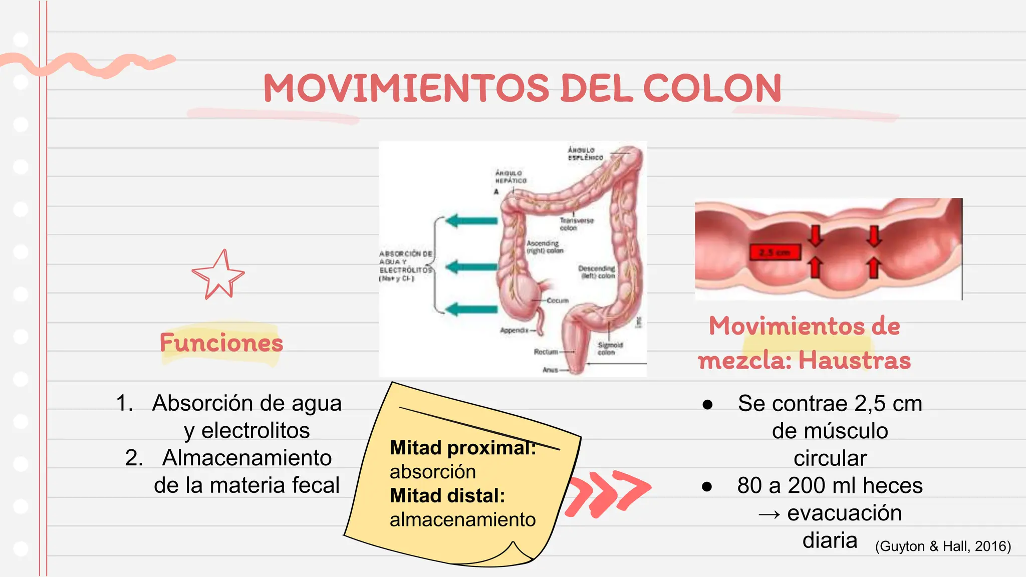 Intestino Grueso y sus patologías masa frecuentes | PPTX | Digestive ...