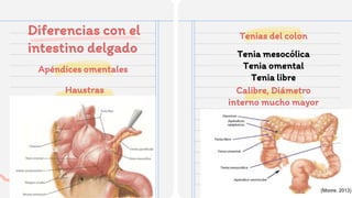 Intestino Grueso y sus patologías masa frecuentes | PPTX