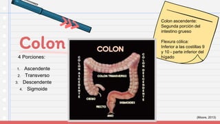 Intestino Grueso y sus patologías masa frecuentes | PPTX