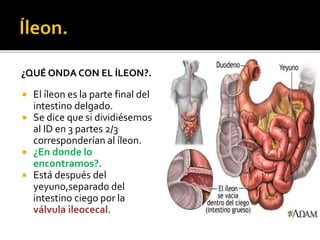 Intestino grueso y delgado. Procesos biofisiológicos. | PPTX