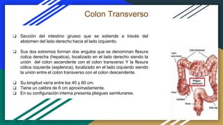 intestino grueso, generalidades, anatomia, fisiologia, patologia | PPTX