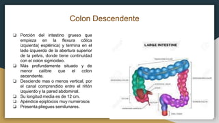 intestino grueso, generalidades, anatomia, fisiologia, patologia | PPTX