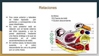 intestino grueso, generalidades, anatomia, fisiologia, patologia | PPTX