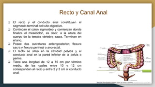 intestino grueso, generalidades, anatomia, fisiologia, patologia | PPTX