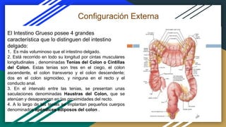 intestino grueso, generalidades, anatomia, fisiologia, patologia | PPTX