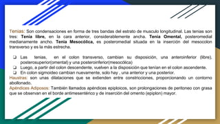 intestino grueso, generalidades, anatomia, fisiologia, patologia | PPTX