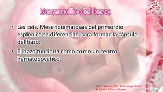 Embriologia del Intestino medio | PPTX
