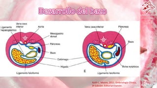 Embriologia del Intestino medio | PPTX