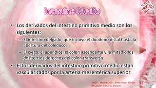 Embriologia del Intestino medio | PPTX