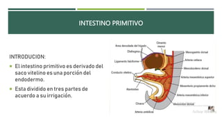 intestino medio..pptx