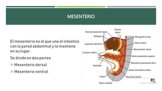 intestino medio..pptx