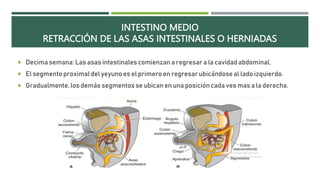 intestino medio..pptx