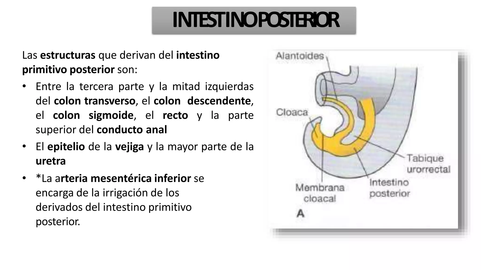 INTESTINO POSTERIOR.pptx