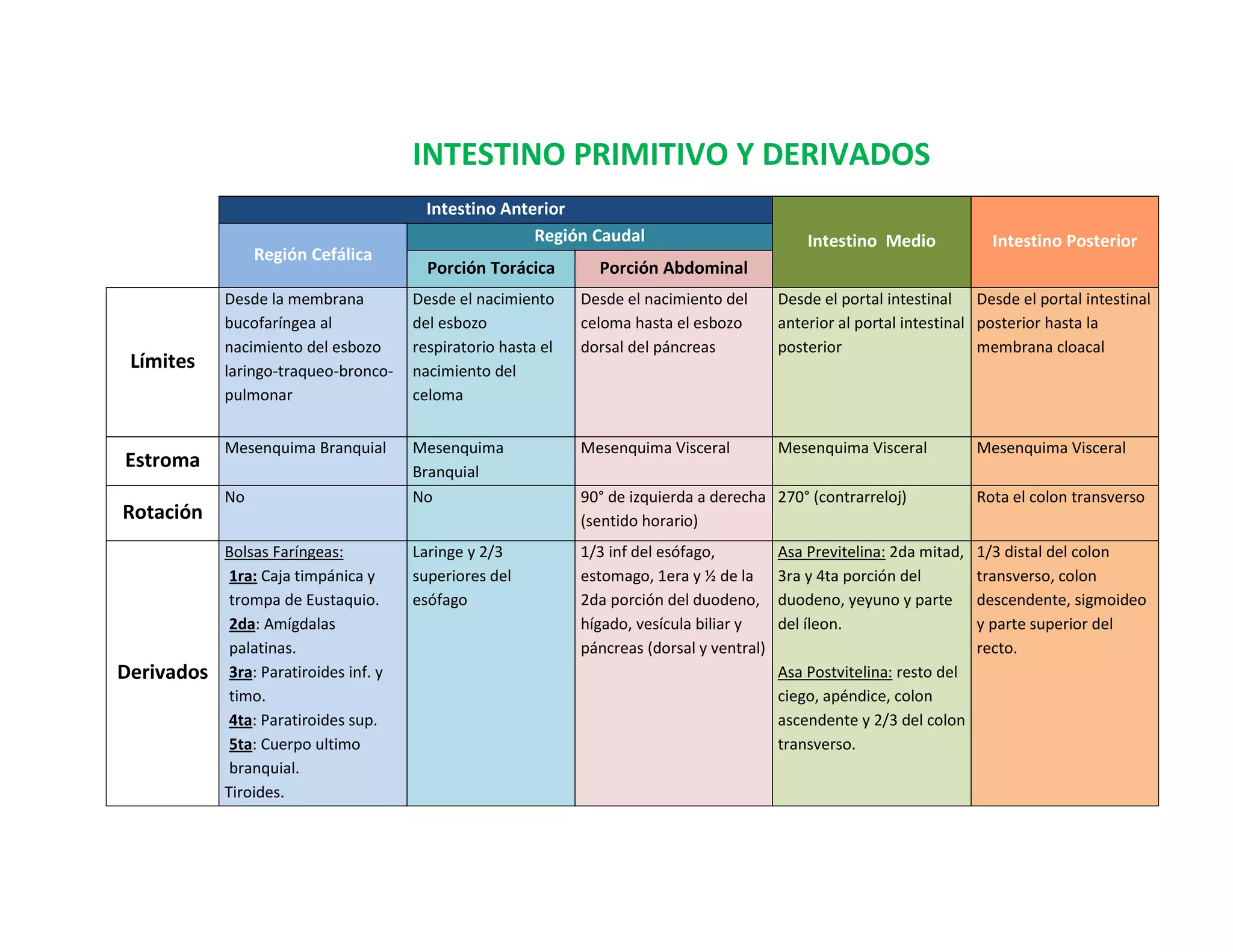 Intestino primitivo | DOCX