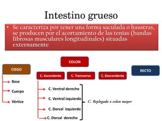 Intestinos tubo digestivo de los animales domesticos | PDF
