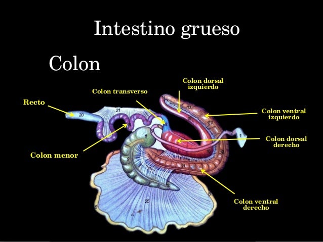Intestinos tubo digestivo de los animales domesticos