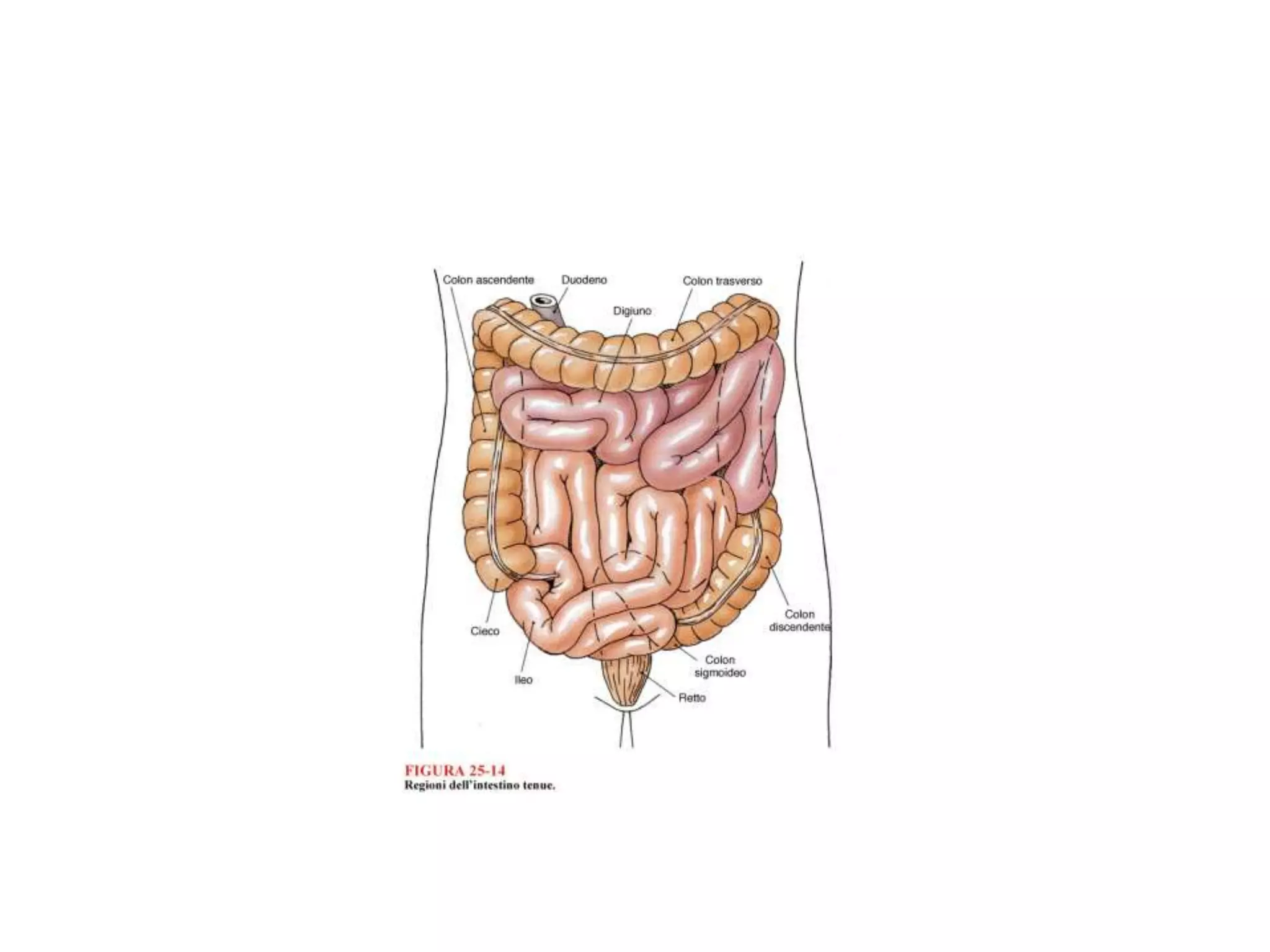Intestino tenue | PPTX
