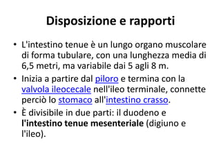 Intestino tenue | PPTX