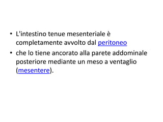 Intestino tenue | PPTX