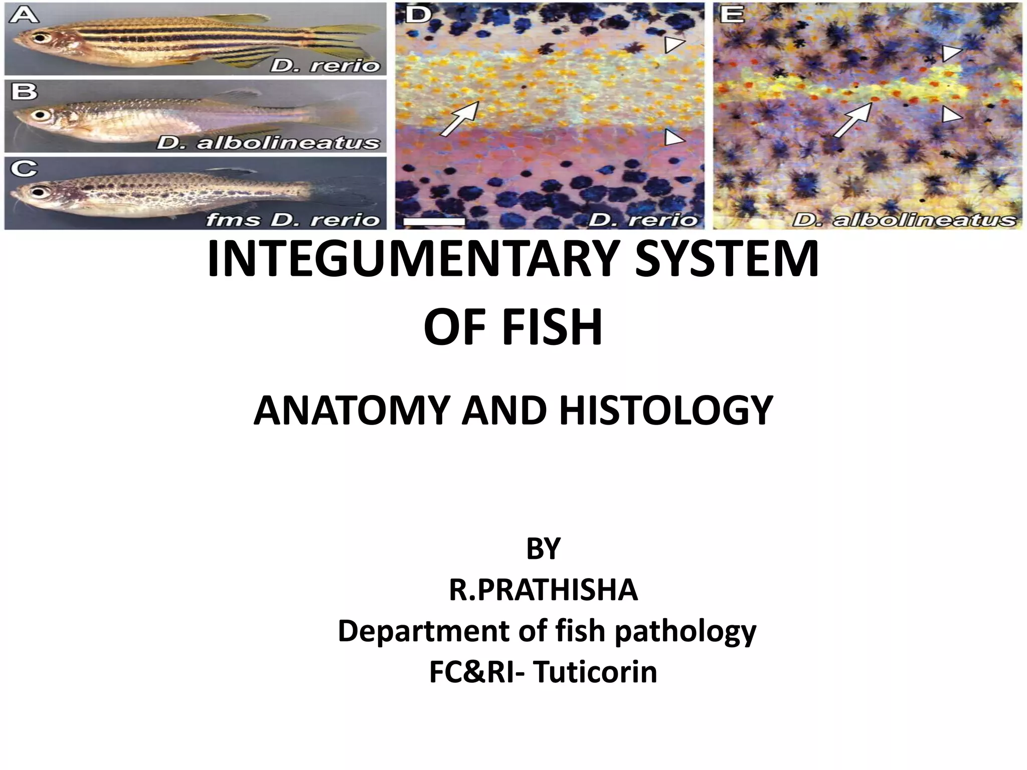 Inteugmentary system of fishes | PPTX