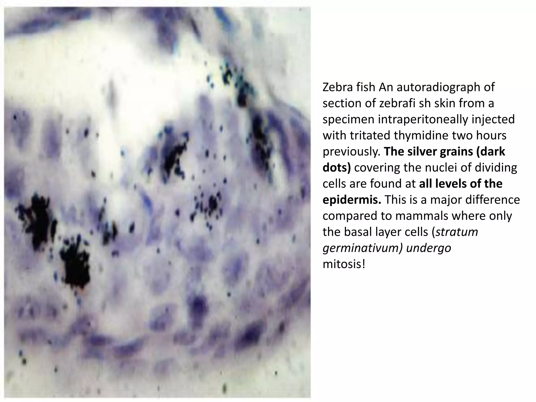 Inteugmentary system of fishes | PPTX