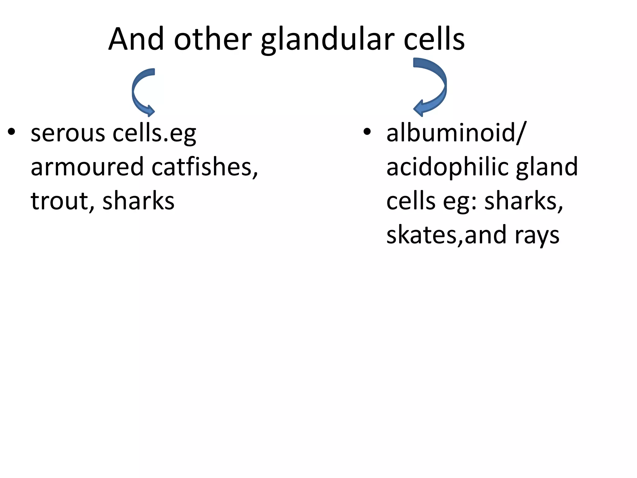 Inteugmentary system of fishes | PPTX