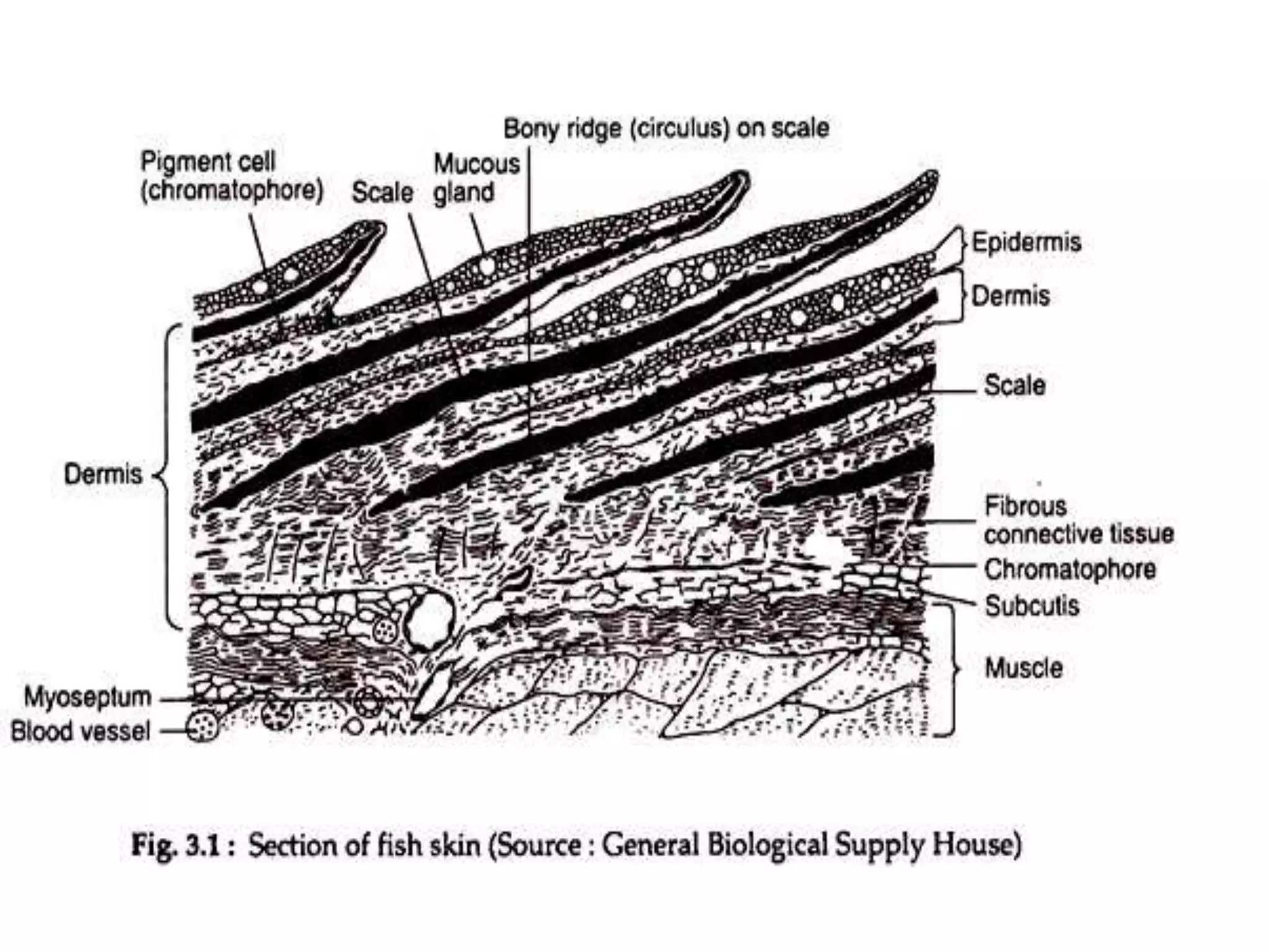 Inteugmentary system of fishes | PPTX
