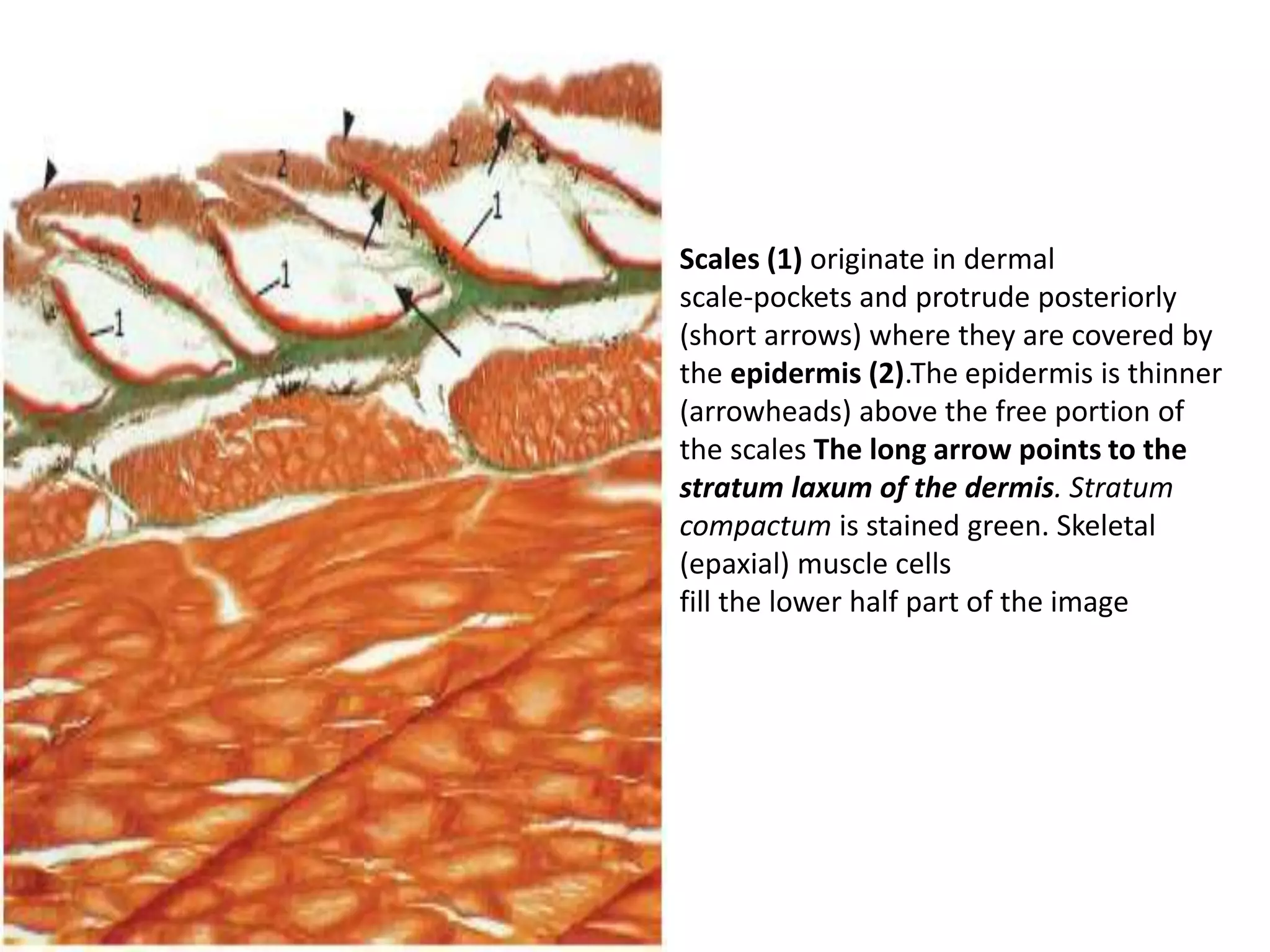 Inteugmentary system of fishes | PPTX