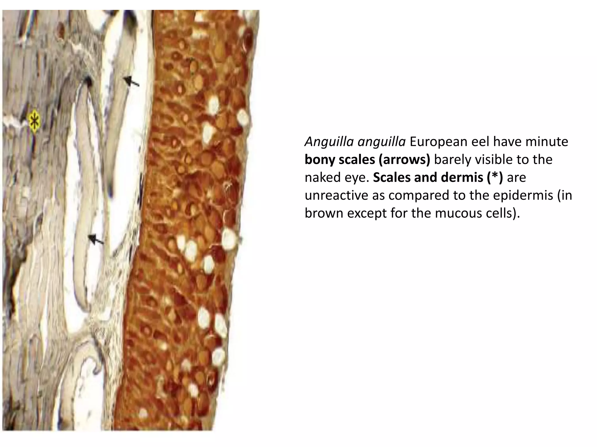 Inteugmentary system of fishes | PPTX