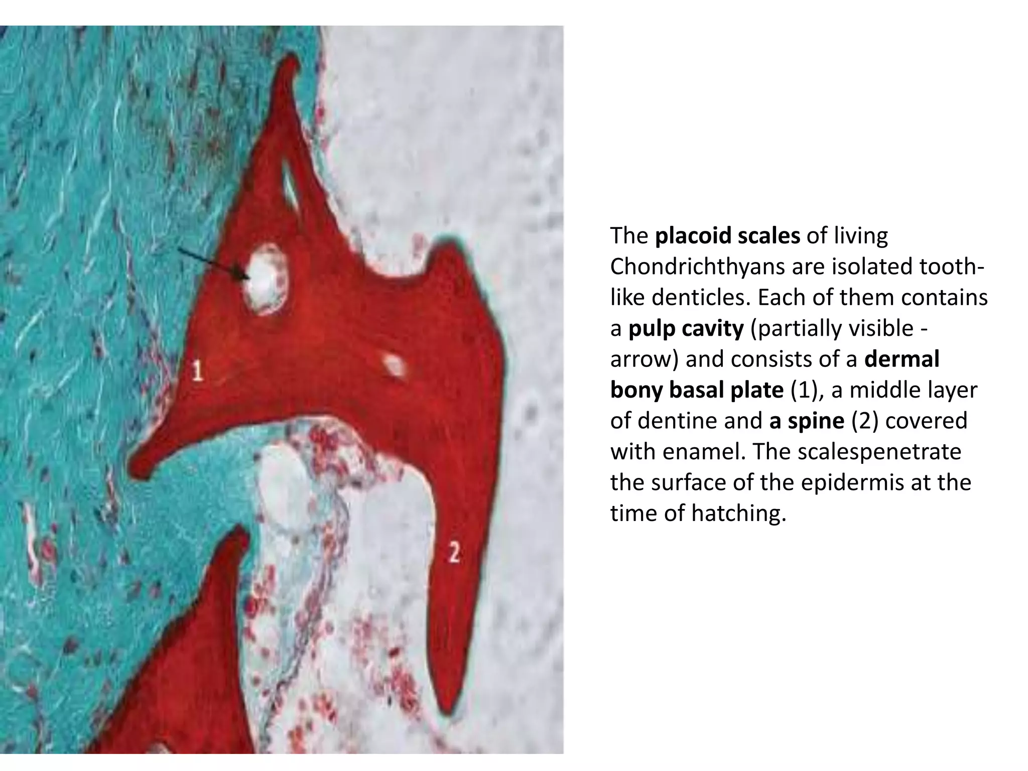 Inteugmentary system of fishes | PPTX