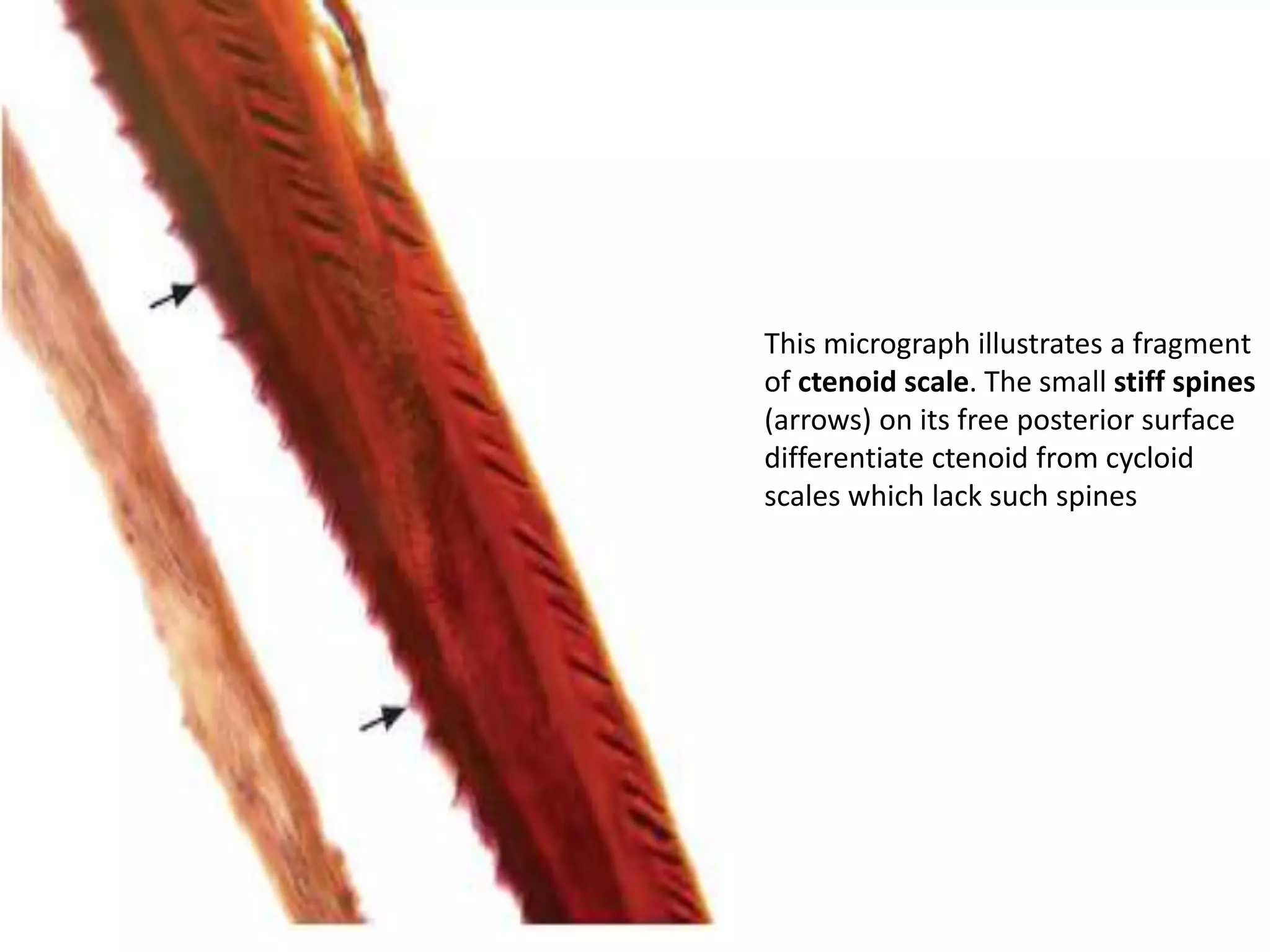 Inteugmentary system of fishes | PPTX