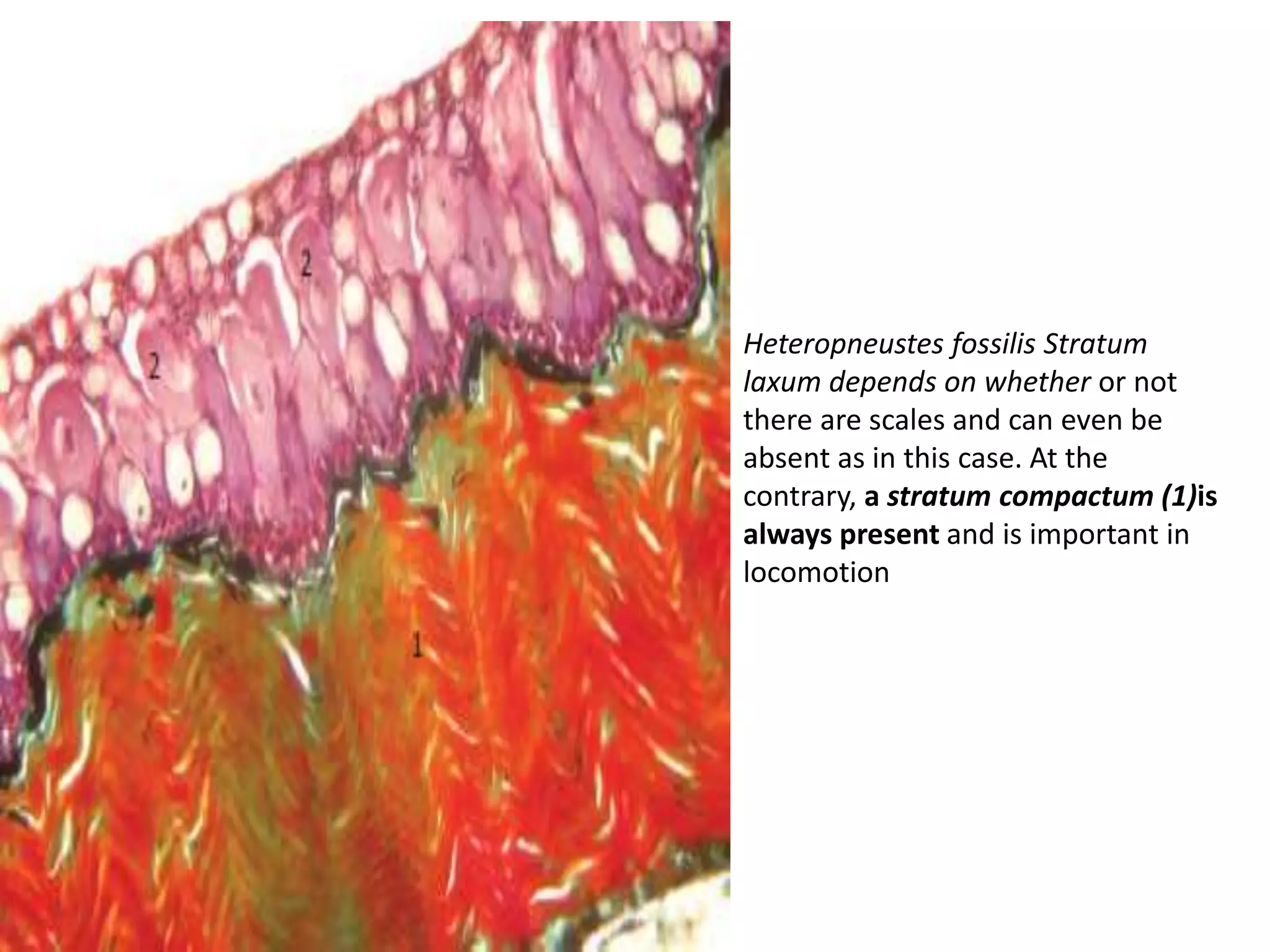 Inteugmentary system of fishes | PPTX