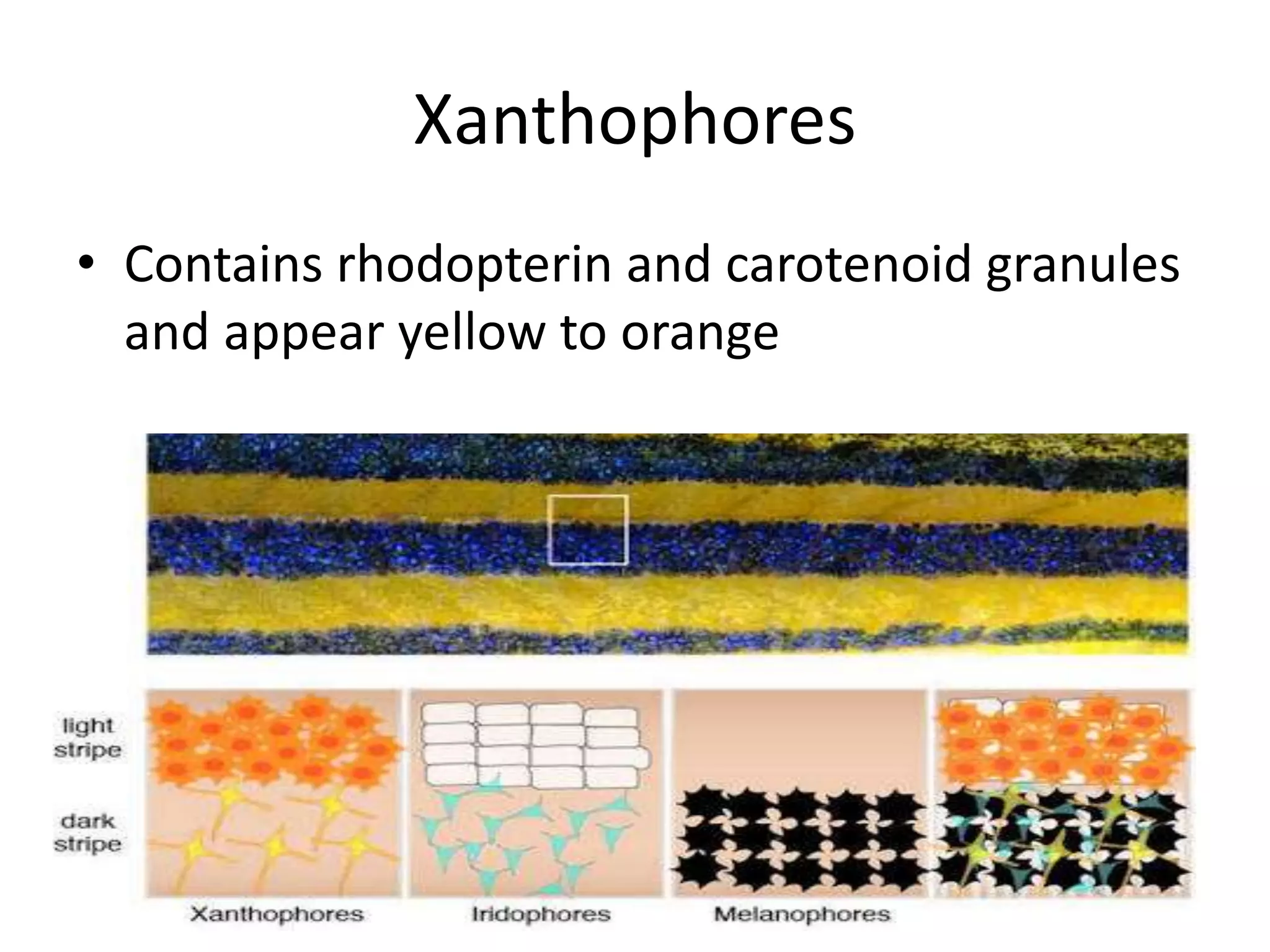 Inteugmentary system of fishes | PPTX