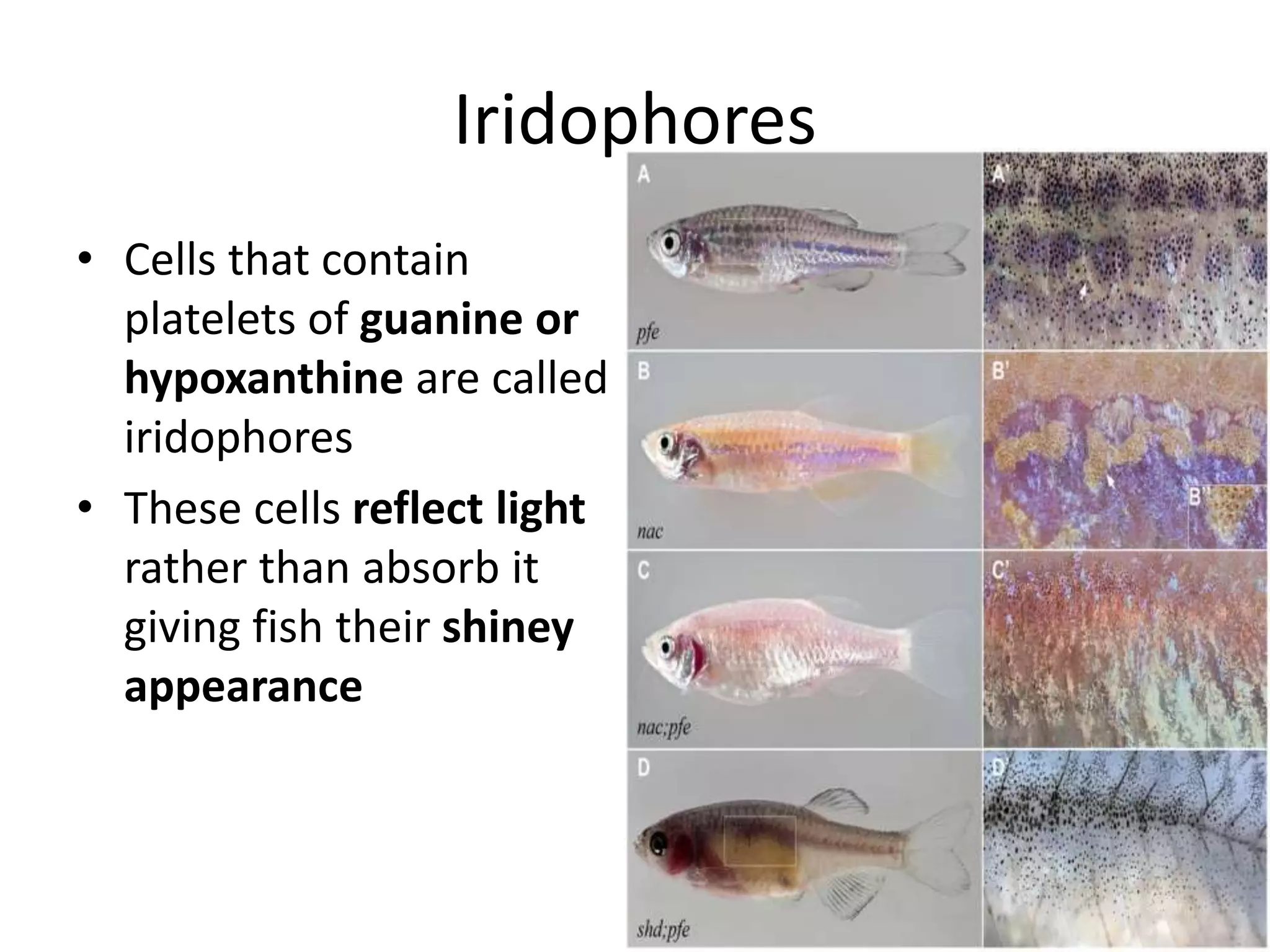 Inteugmentary system of fishes | PPTX