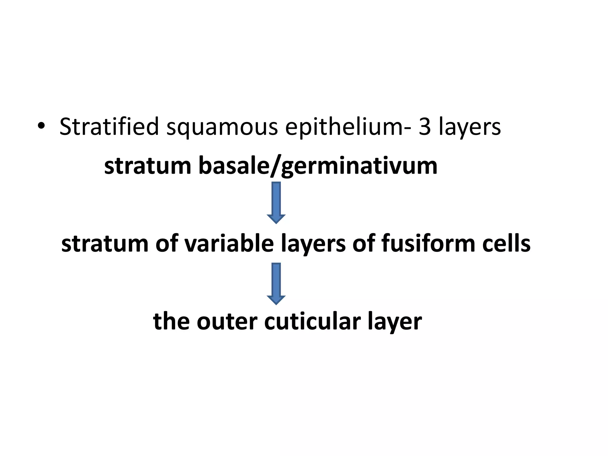 Inteugmentary system of fishes | PPTX