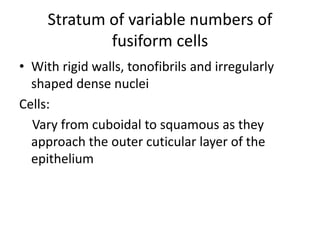 Inteugmentary system of fishes | PPTX