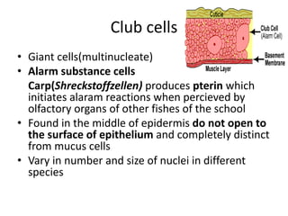 Inteugmentary system of fishes | PPTX