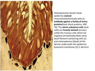 Inteugmentary system of fishes | PPTX