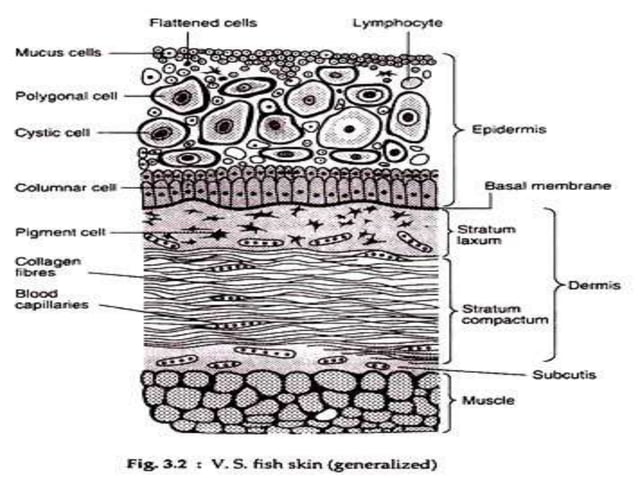Inteugmentary system of fishes | PPTX