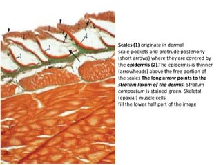 Inteugmentary system of fishes | PPTX