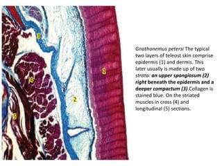 Inteugmentary system of fishes | PPTX