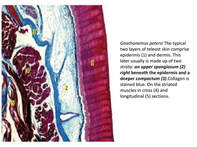 Inteugmentary system of fishes | PPTX